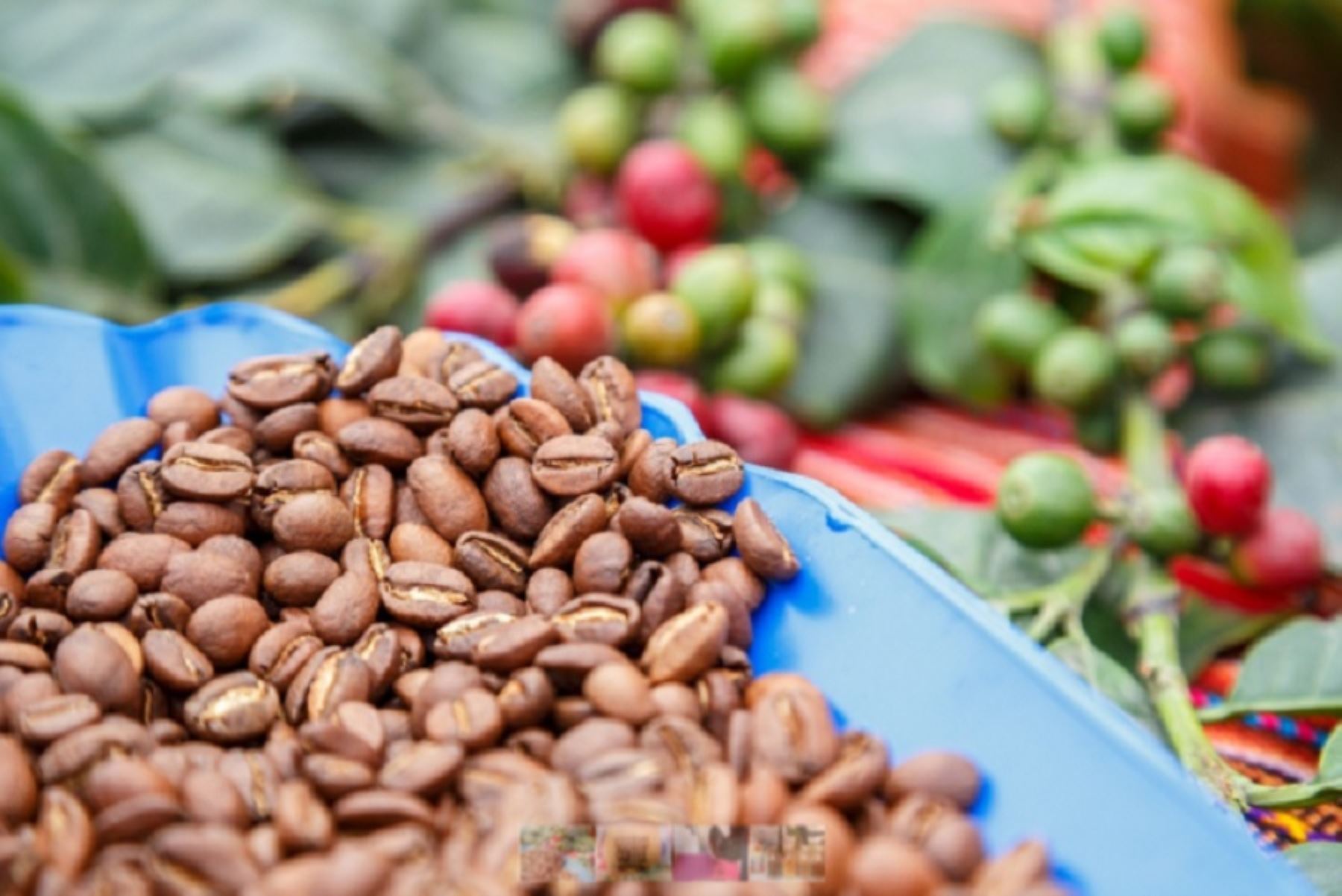 Con guano de isla abonan más de 11,000 has de café – Diario Ahora