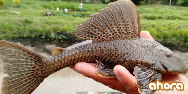 Logran reproducción artificial de carachama – Diario Ahora