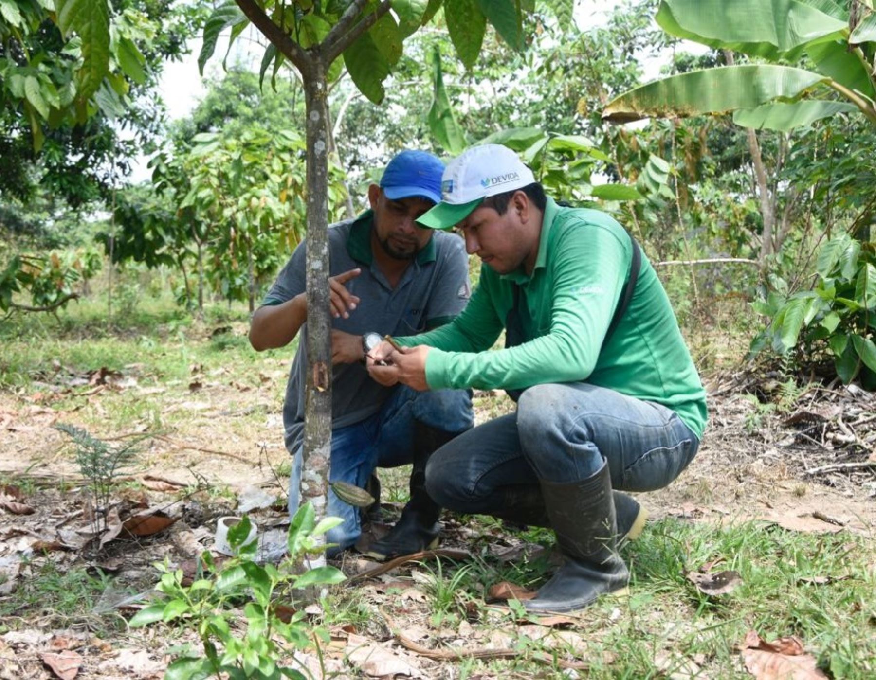 Devida invierte 10 millones en el Trapecio Amazónico – Diario Ahora