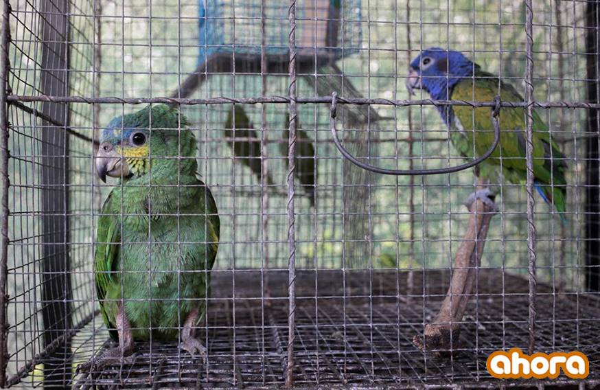 Pihuicho ala amarilla es la especie más traficada – Diario Ahora