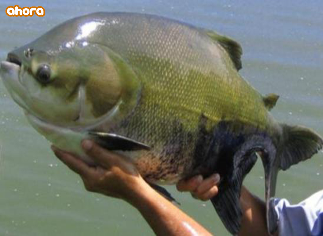 Impulsarán crianza peces amazónicos – Diario Ahora